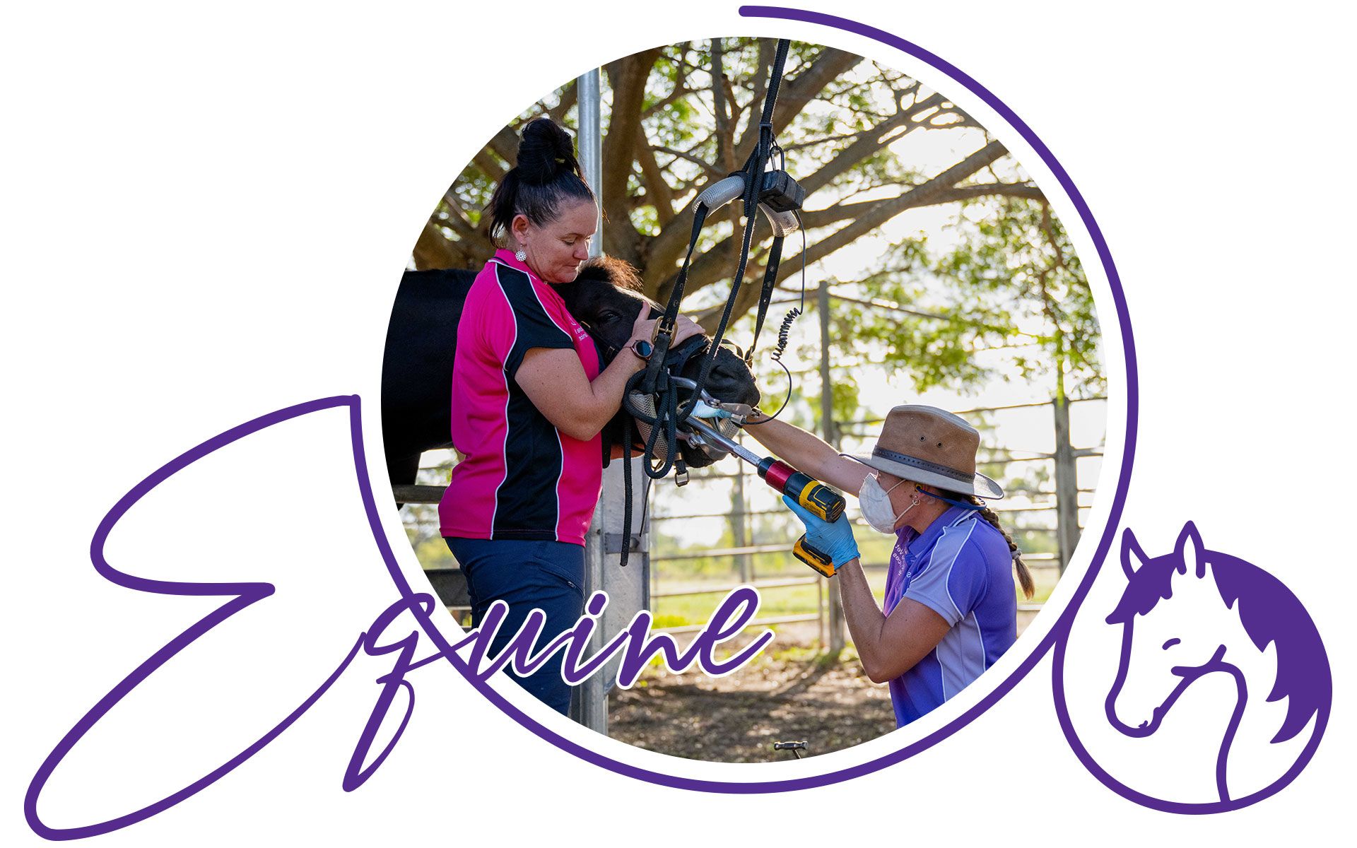 Equine Vet Services | About Us and Our Team